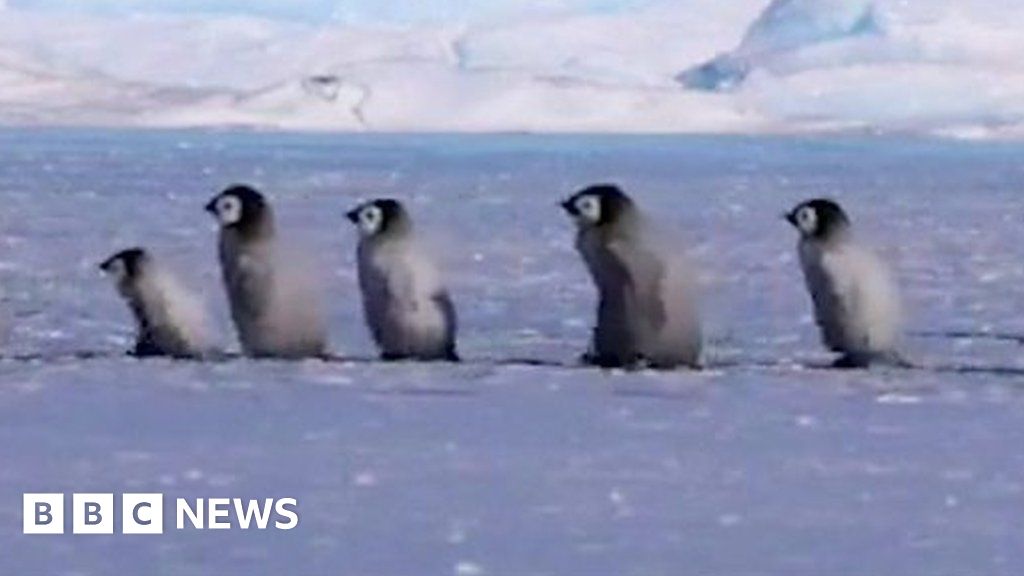 ICYMI: Penguins and preparing for a launch