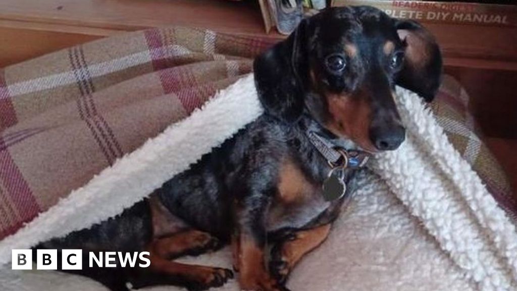 Animals lived in squalor at illegal dog breeder's Whitchurch farm - BBC ...