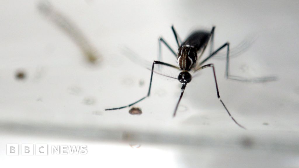 Microsoft's hi-tech mosquito trap and other tech news - BBC News