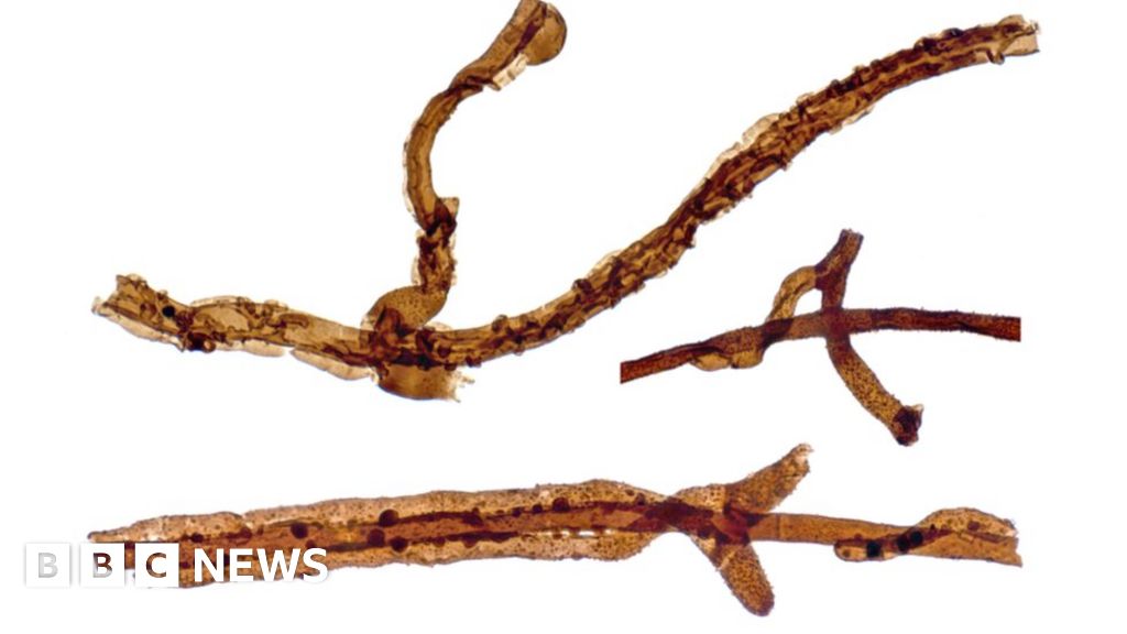 'Humble little fungus' is oldest known land fossil - BBC News