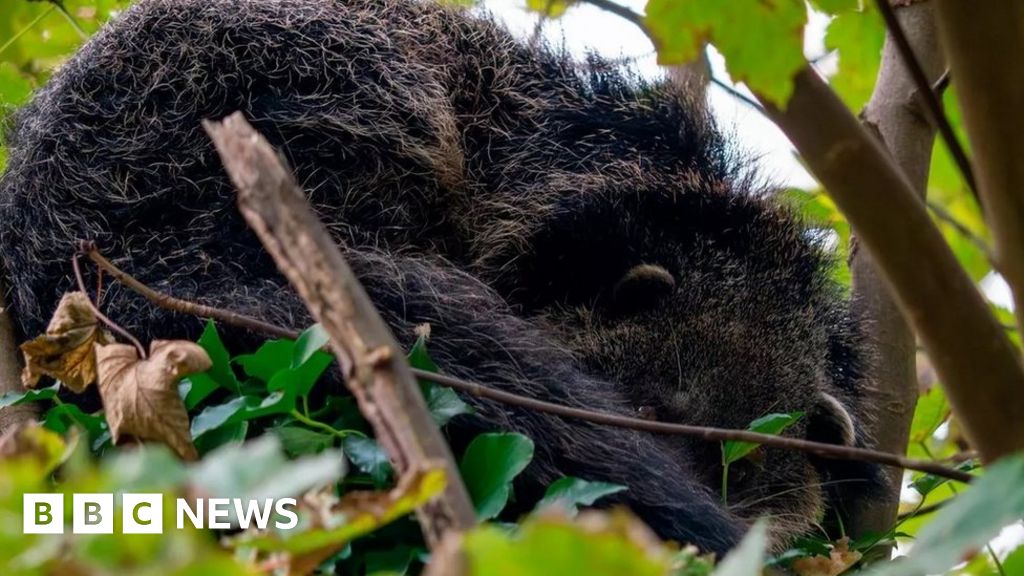 Dartmoor Zoo's missing bearcat found in woodshed - BBC News