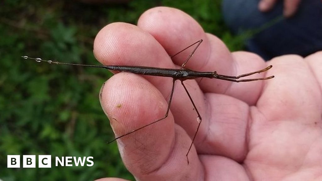 Durham Wildlife Trust discovers stick insects' northern outpost - BBC News