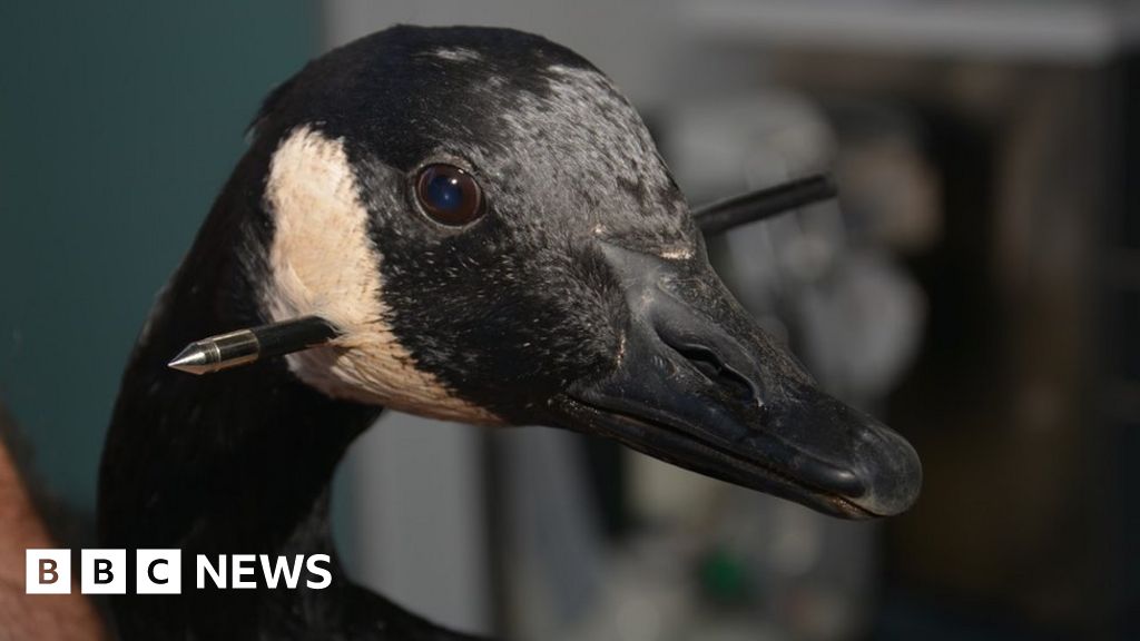 Goose shot through head with crossbow bolt in Birmingham - BBC News