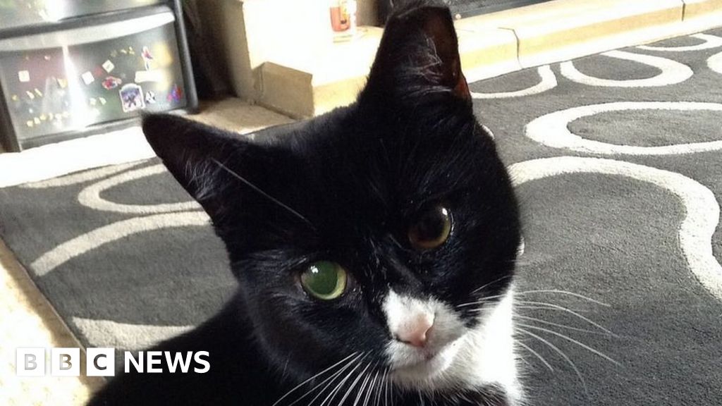 'Miracle' cat survives 30 wounds from shotgun attack - BBC News
