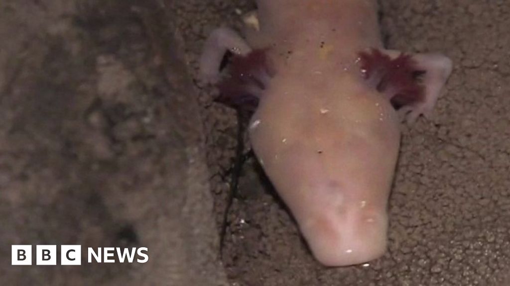 Croatian scientists 'find 30 new species in caves' - BBC News