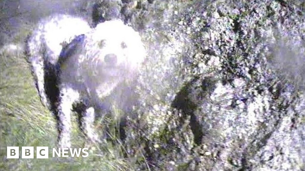 Dog rescued after 130ft cliff fall on Anglesey - BBC News