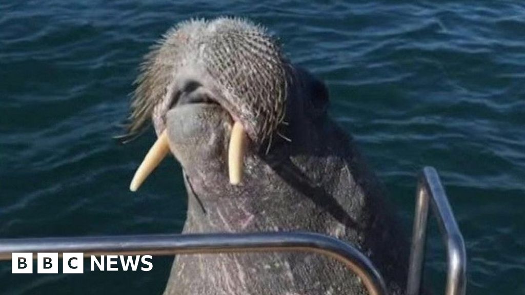 Wally the walrus filmed trying to board a boat off the Isles of Scilly ...