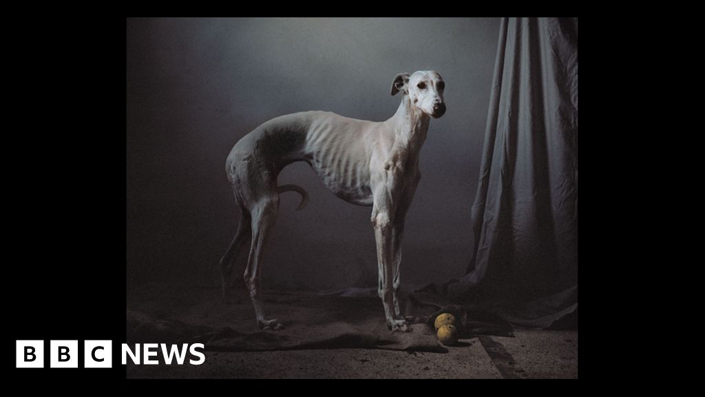Where Hunting Dogs Rest - BBC News