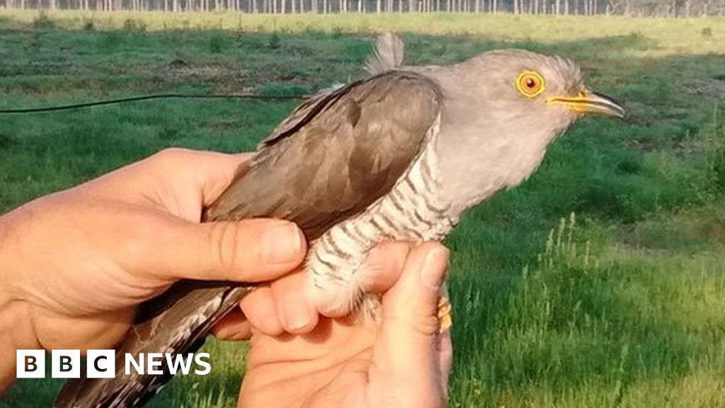 Suffolk cuckoo extends it record-breaking annual migration - BBC News