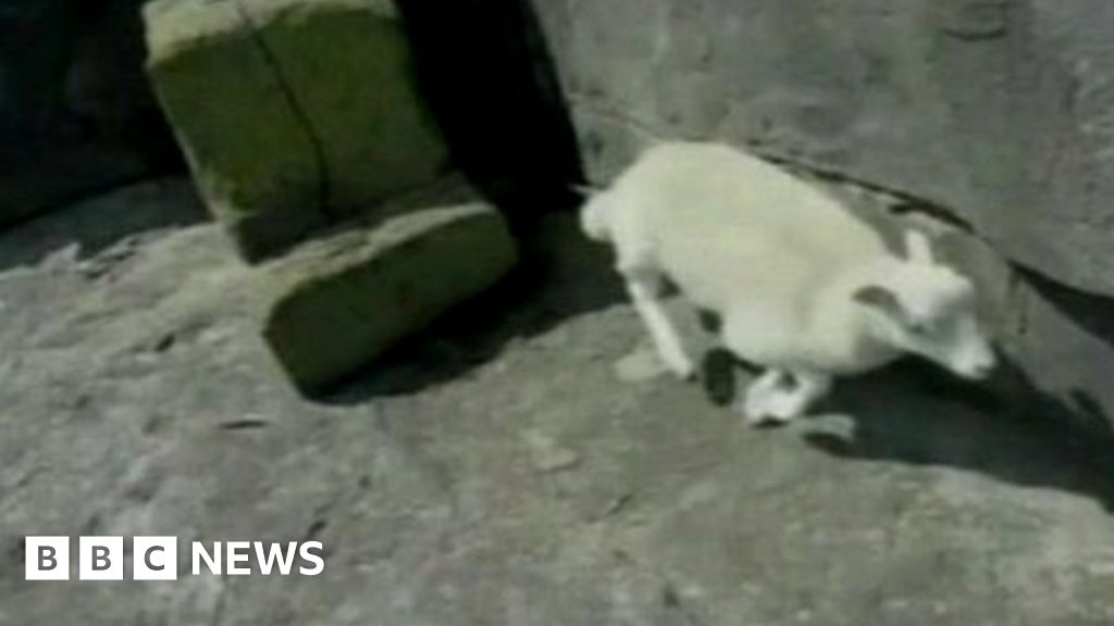 Stranded sheep in cliff edge rescue in Abersoch - BBC News