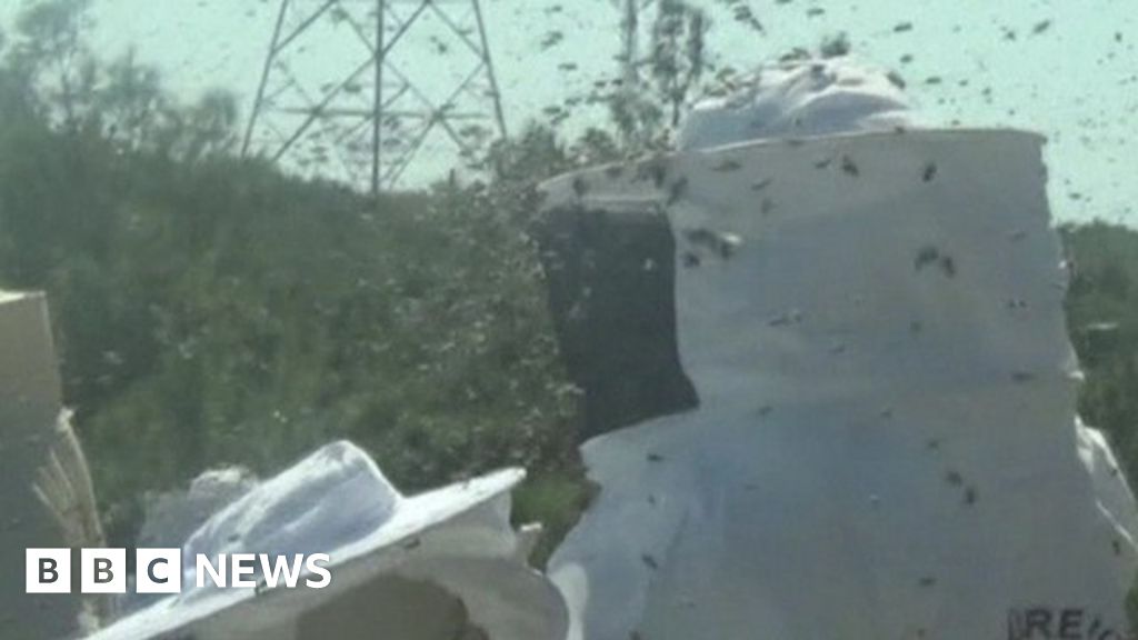 Bee bedlam after Turkey truck crash in Mugla - BBC News