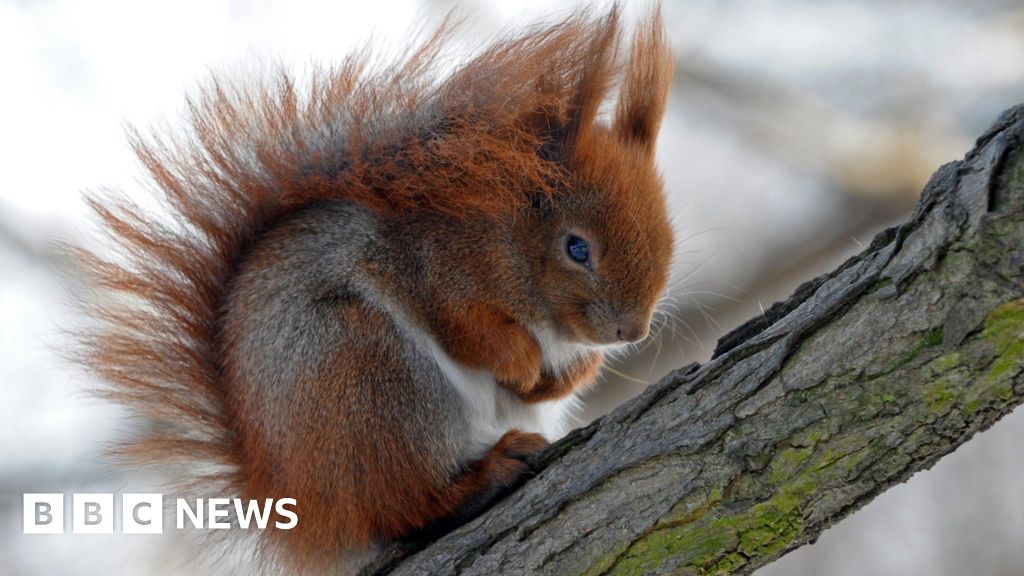 New north east Scotland mammal atlas 'most comprehensive' - BBC News