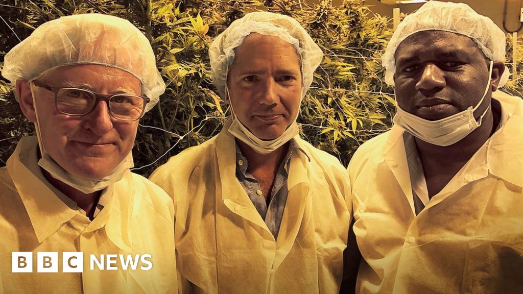 Cannabis 'to be legalised in the UK' within five to ten years, say MPs ...