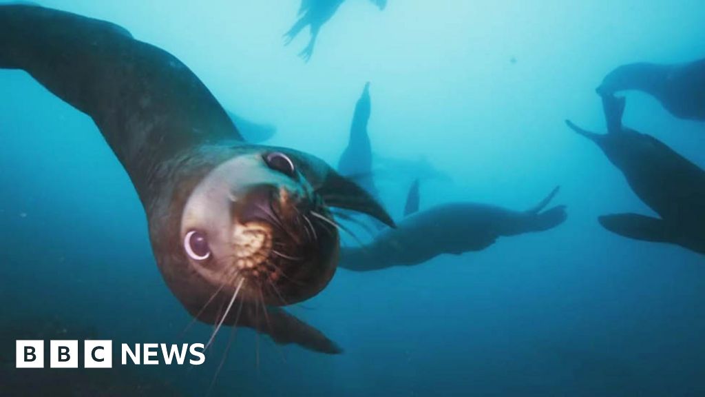 Blue Planet II: The secrets behind the BBC One series - BBC News