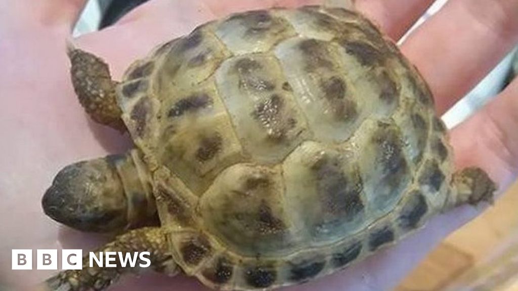 Stolen baby tortoise returned to Ormskirk pet shop - BBC News