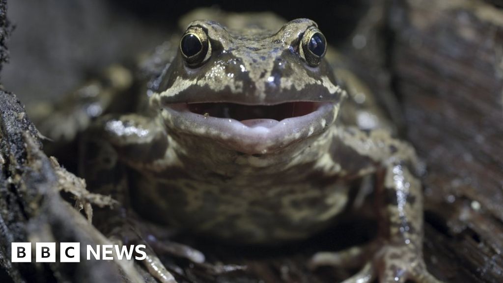 Fewer frogs and toads in Scottish gardens - BBC News