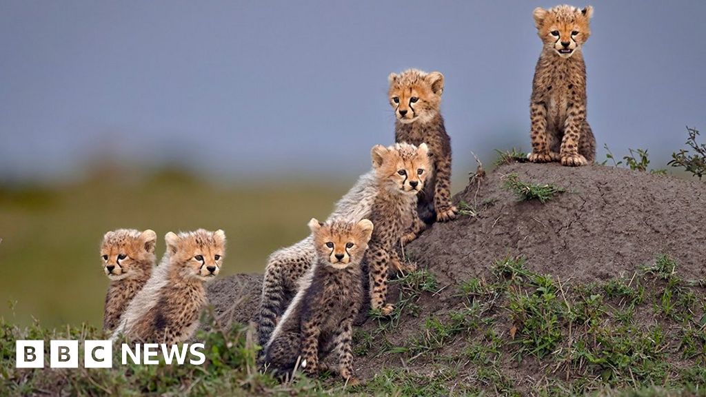 Endangered cheetahs snapped in award-winning photos