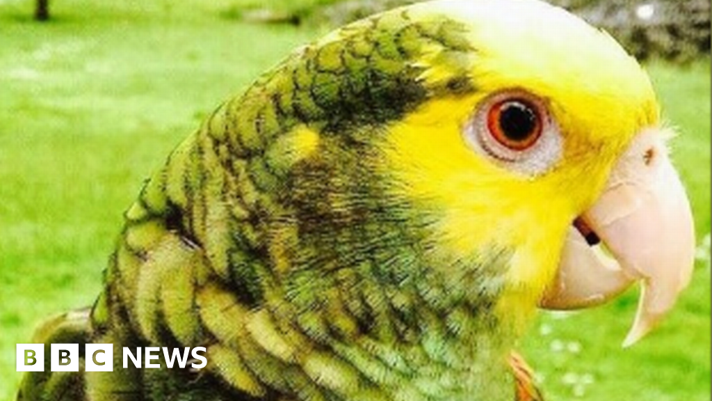 Small free birds fly, Escobar sings Athenry - BBC News