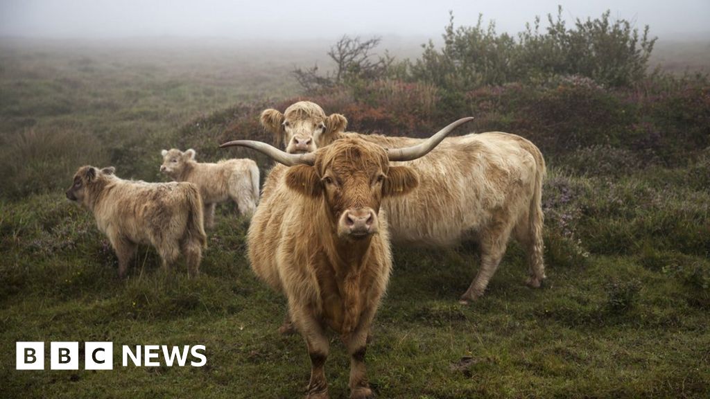 Rare wildlife to benefit from £350k Cornish reserve project - BBC News
