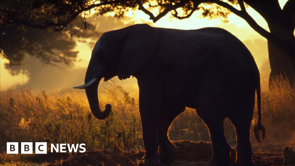 World wildlife populations 'fall by 58% in 40 years' - BBC News