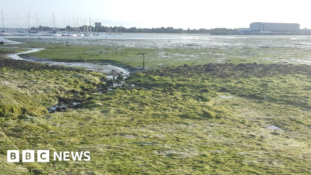 Solent nitrates water pollution mitigation agreed - BBC News