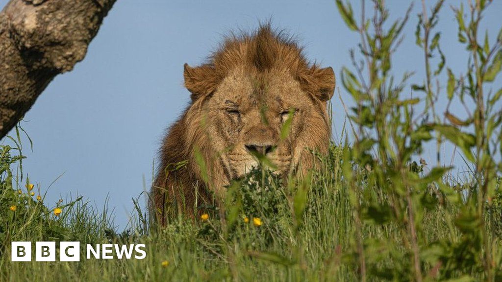 Kent animal reserve welcomes new lion - BBC News