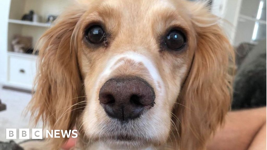 Dog shot dead after being 'mistaken for fox'