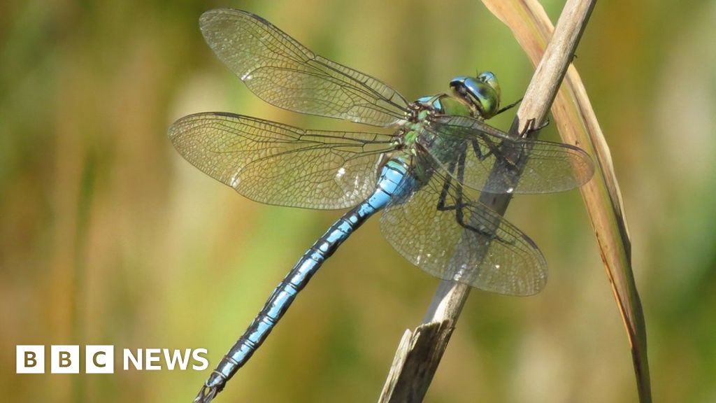 Craven Arms: Grant to help restore Shropshire dragonfly hotspot - BBC News