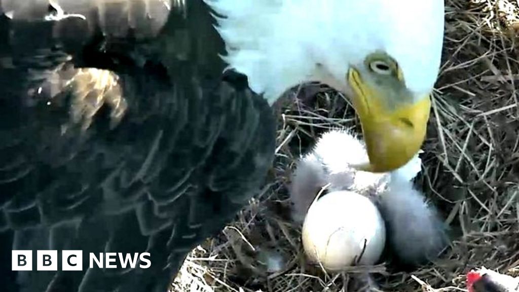 Bald eagle egg hatching in Washington DC - BBC News