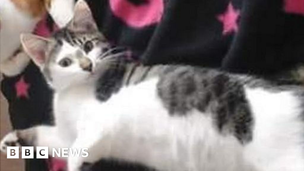 RSPCA investigates cat 'stabbed with screwdriver' case - BBC News