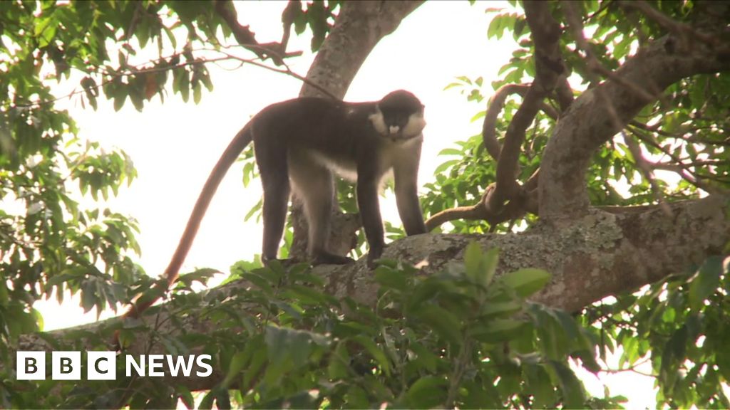 Zika virus: Inside Uganda's forest where the disease originates - BBC News