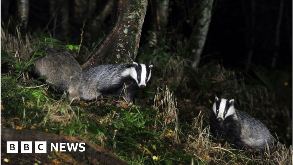 Badger culls costs taxpayer more than £16m - BBC News
