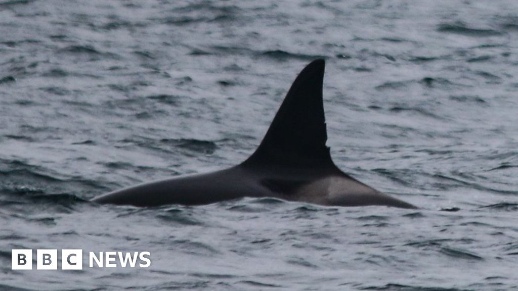 Mystery orcas spotted in Scotland found in Norway - BBC News