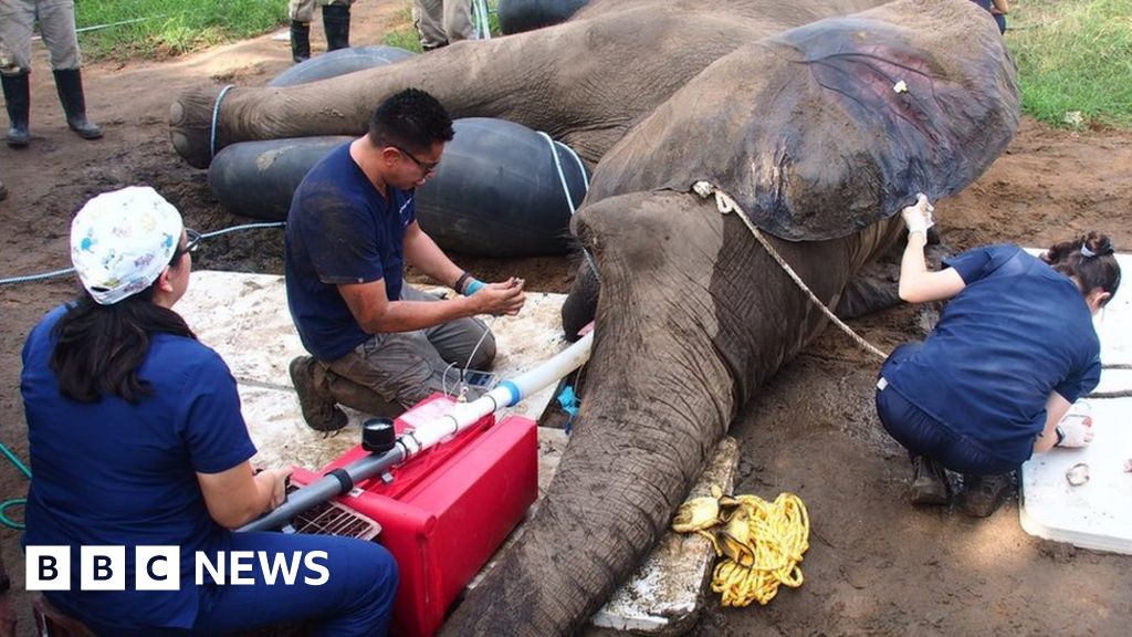 Colombian elephant gets tusk-saving surgery - BBC News