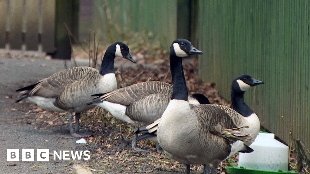 Bird flu outbreak at Ayrshire wildlife rescue centre - BBC News