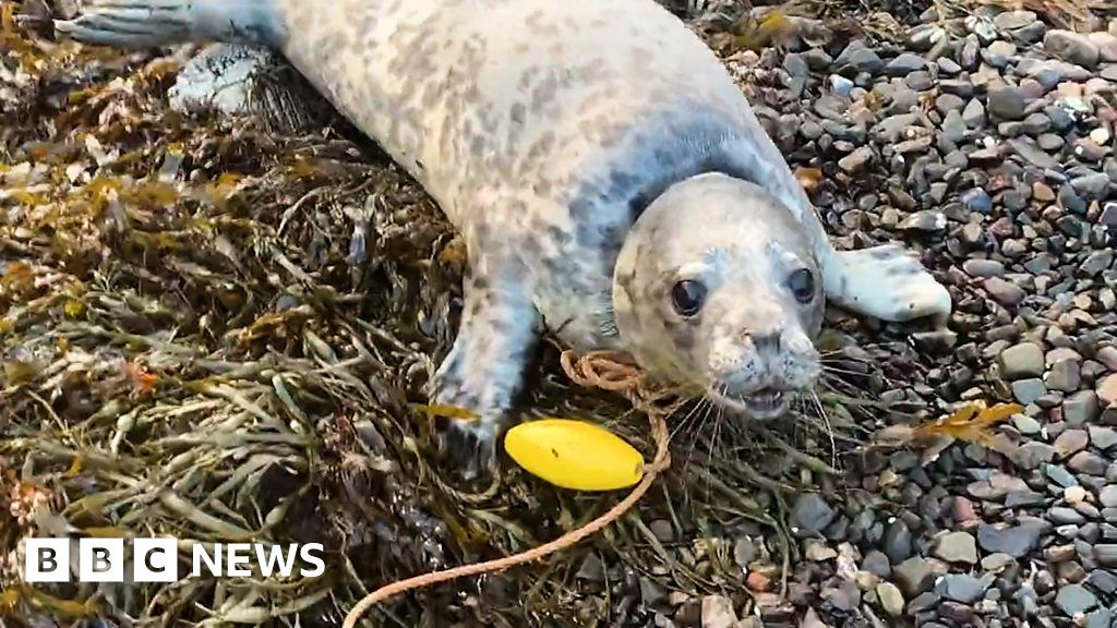 Rescuers free seal tangled in rope on Scottish beach