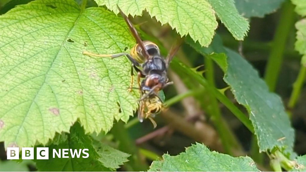 Asian hornet attacks wasp in Kent - BBC News