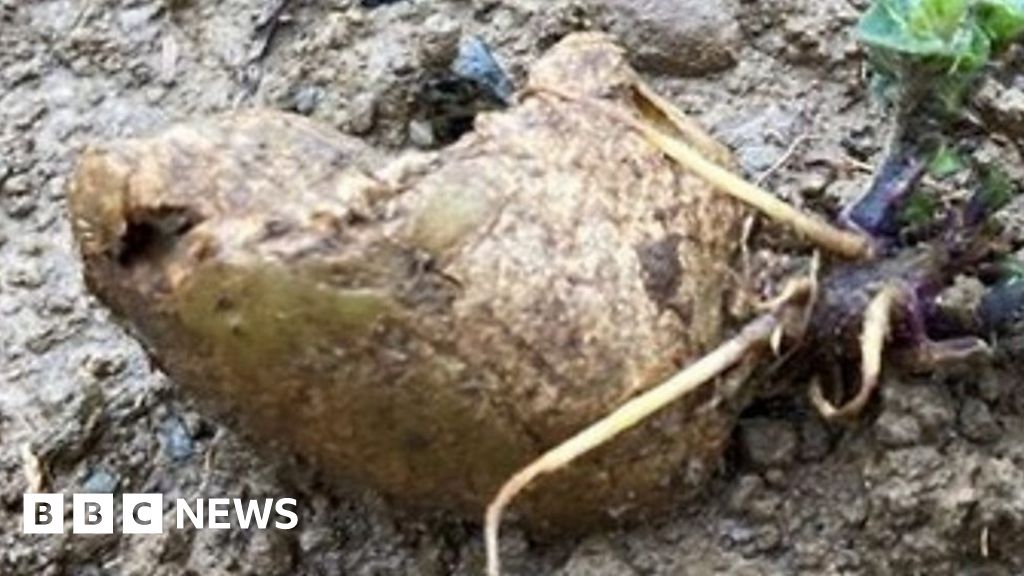Wet spring dashes hopes for Northern Ireland potato harvest - BBC News