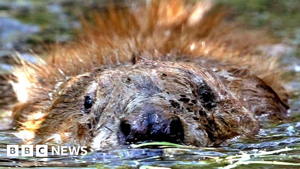 Estonia faces cross-border beaver problem - BBC News