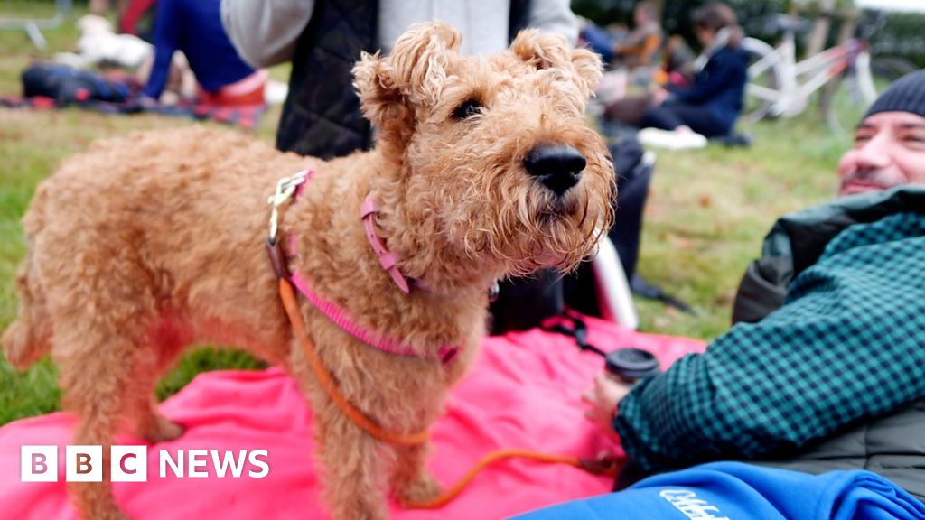 Queen Elizabeth II: Dogs-only area set up for Windsor Castle procession ...
