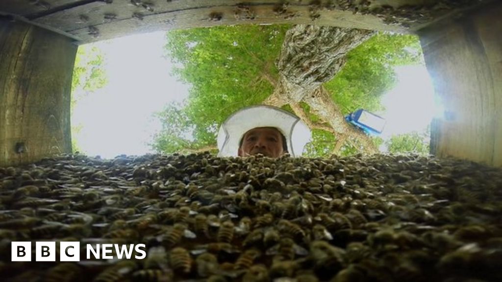 How one man is saving China's endangered bees - BBC News
