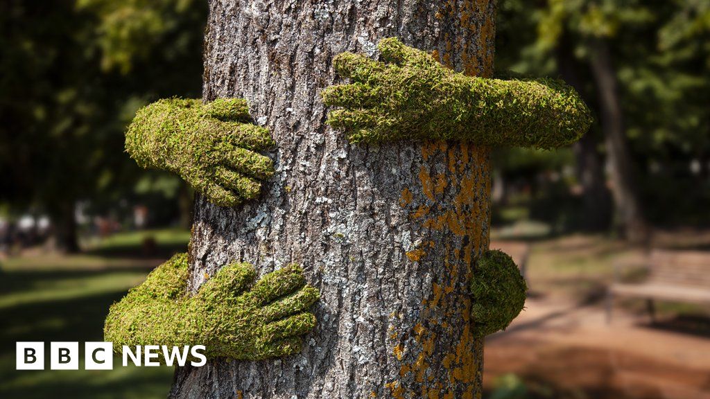 Hugs and bugs cover trees on new Forest of Dean sculpture trail - BBC News