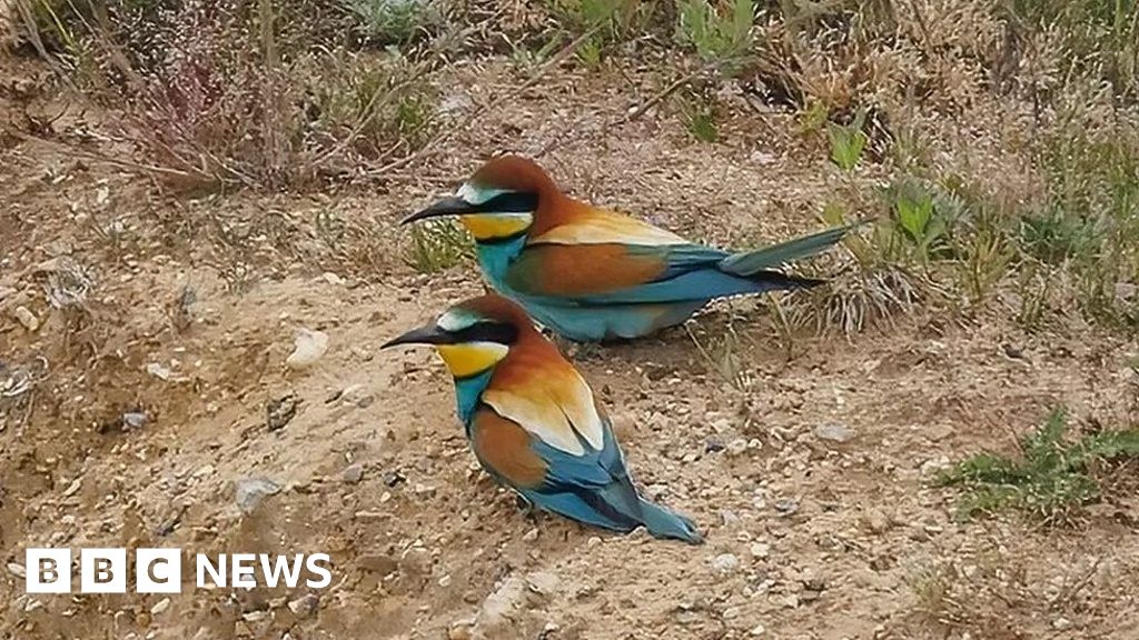 Watch: Bee-eaters filmed in Norfolk after historic return - BBC News