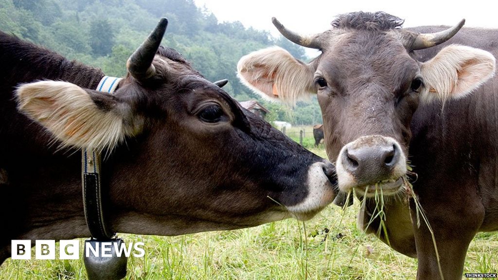 How to stop cows polluting the world with their burps - BBC News