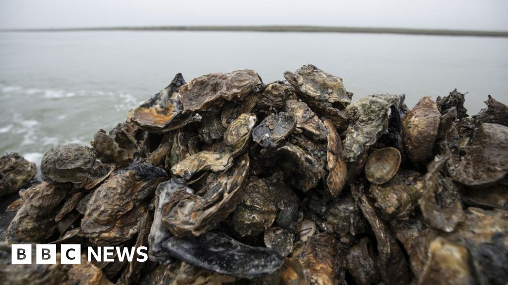 Cumbria shellfish producers call for water grading change - BBC News