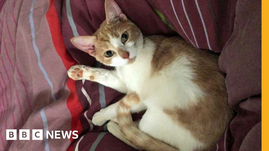 The cat killer stalking suburbia