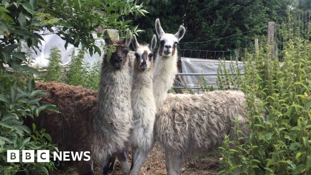 Escaped llamas home after being herded by villagers - BBC News