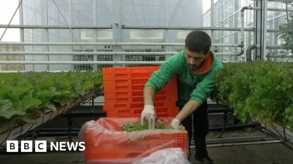 Largest urban farm opens in abandoned factory in Netherlands - BBC News