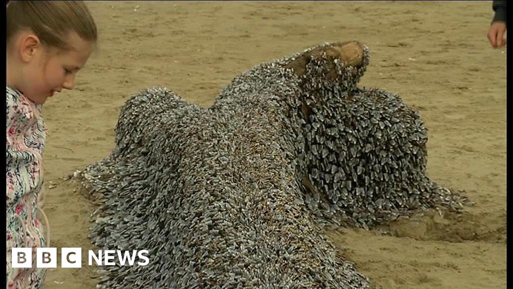 Burry Port driftwood 'barnacle monster' draws a crowd - BBC News