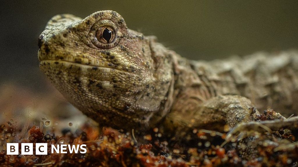 Tuatara: Chester Zoo celebrate breeding 'living fossil' - BBC News